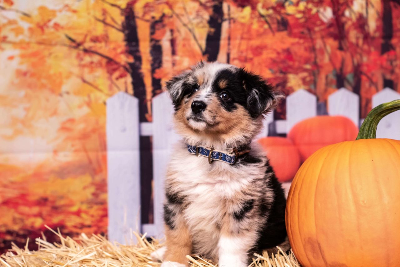 Harbor Point Animal Hospital Gallery | Vet Clinic NC 28117