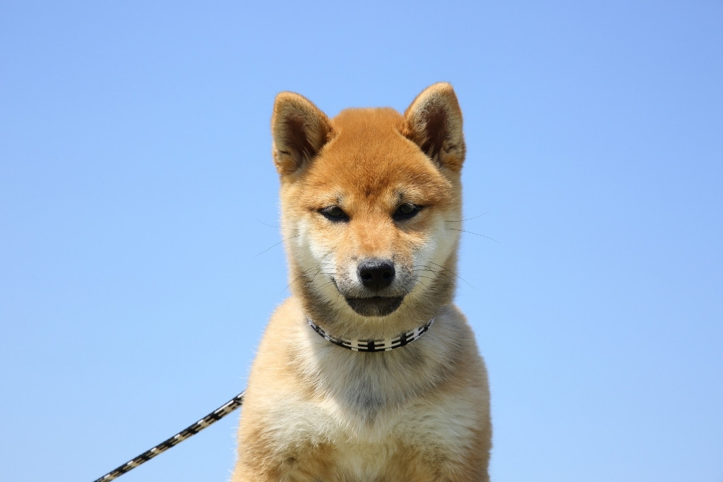 Pet information in Mooresville, NC | Harbor Point Animal Hospital Pet information in Mooresville, NC | Harbor Point Animal Hospital