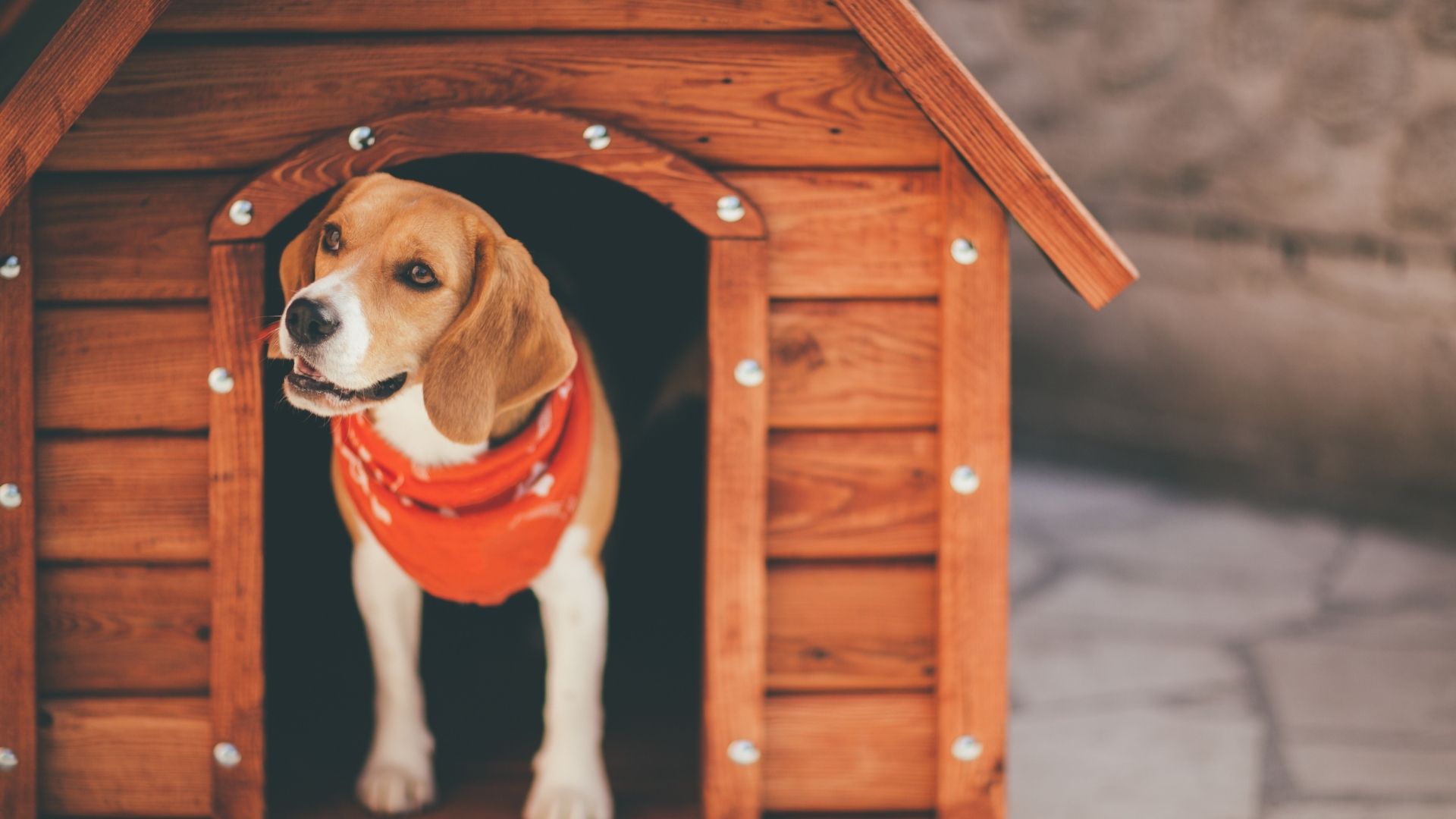 Boarding Questionnaire Form | Harbor Point Animal Hospital Boarding Questionnaire Form | Harbor Point Animal Hospital