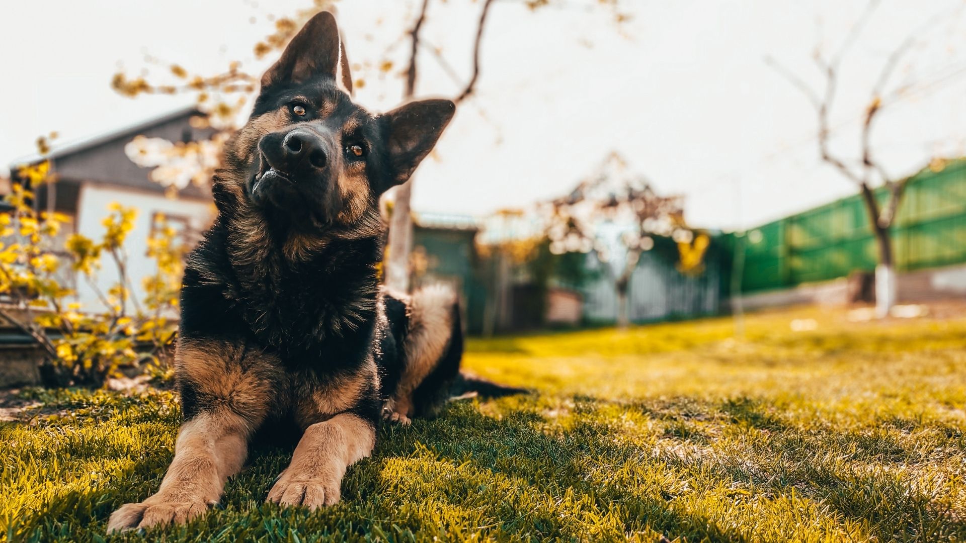 Boarding Release Form | Harbor Point Animal Hospital Boarding Release Form | Harbor Point Animal Hospital