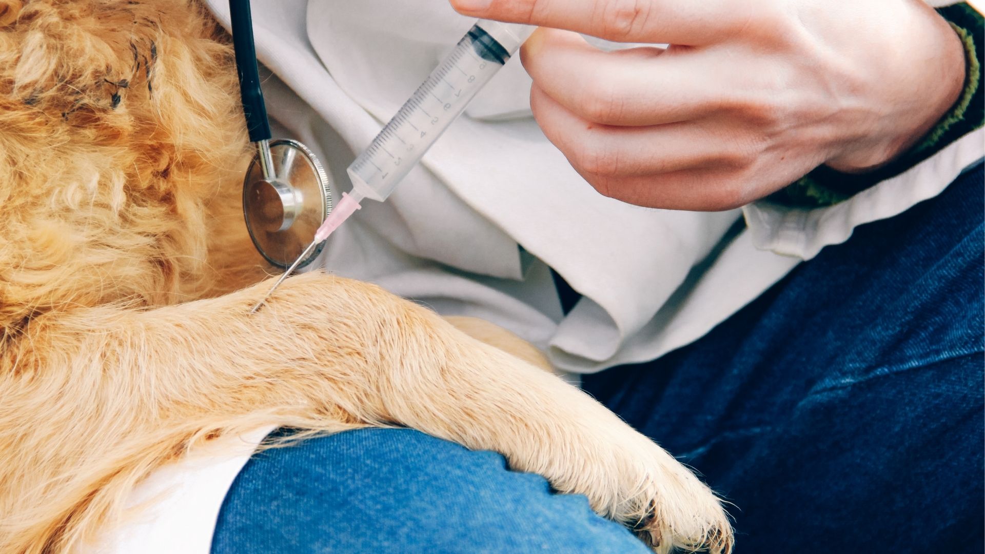 Sedation Consent Form | Harbor Point Animal Hospital Sedation Consent Form | Harbor Point Animal Hospital