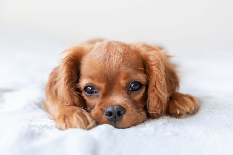Boarding Questionnaire Success | Harbor Point Animal Hospital Boarding Questionnaire Success | Harbor Point Animal Hospital
