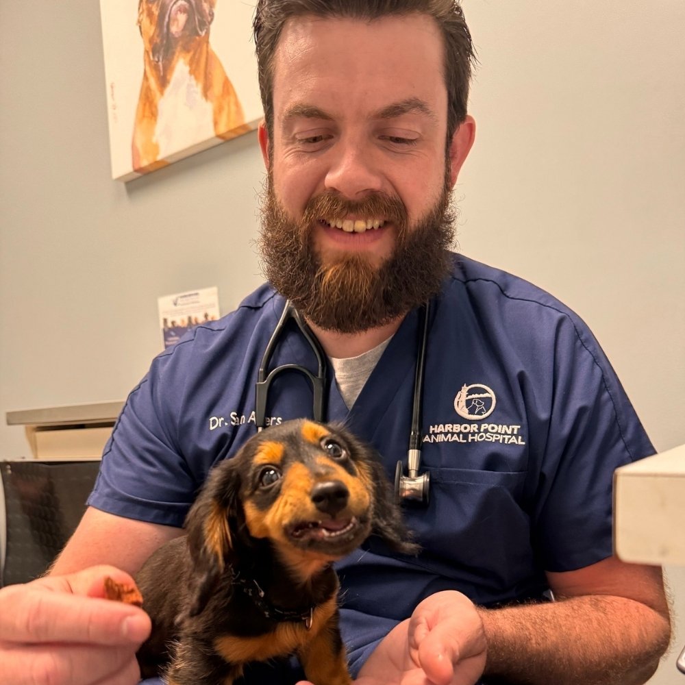 Careers | Harbor Point Animal Hospital